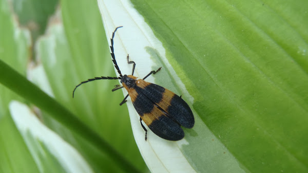 Net-winged Beetle | Project Noah