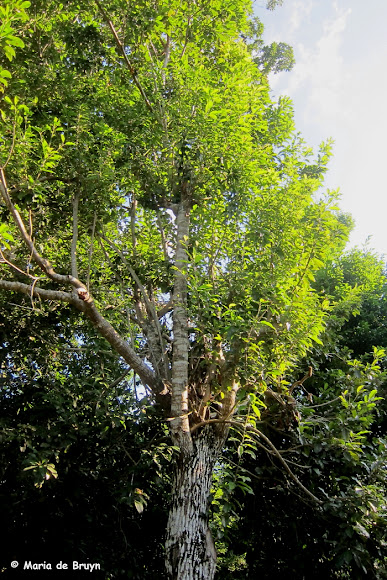 Sapodilla tree | Project Noah