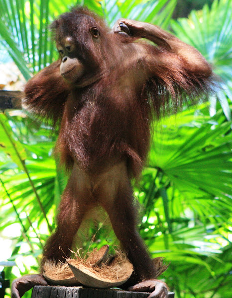 Bornean Orangutan | Project Noah