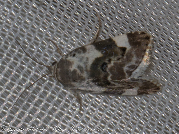 Pale Shoulder Moth | Project Noah