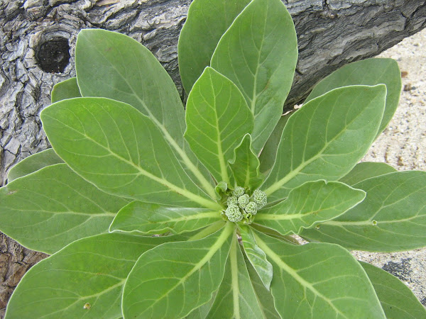 Tree Heliotrope | Project Noah