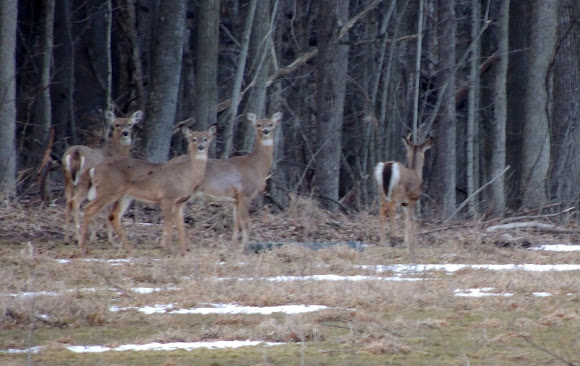 White-tailed Deer | Project Noah