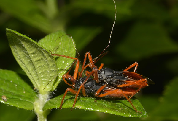 Assasin Bug | Project Noah