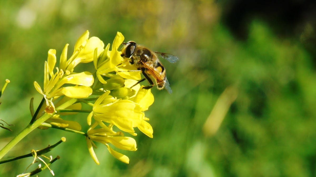 Himalayan Honey Bee | Project Noah