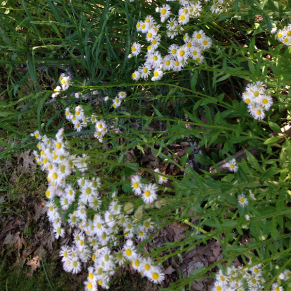 Eastern Daisy Fleabane | Project Noah