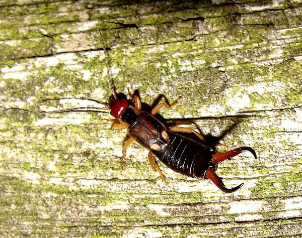 European Earwig | Project Noah