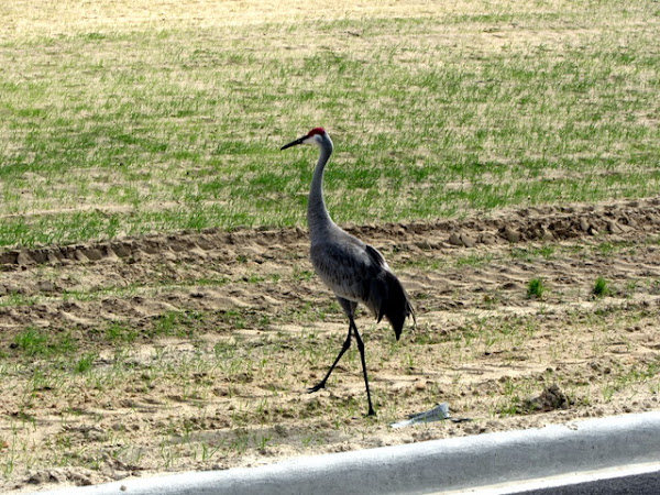 Sandhill Crain | Project Noah