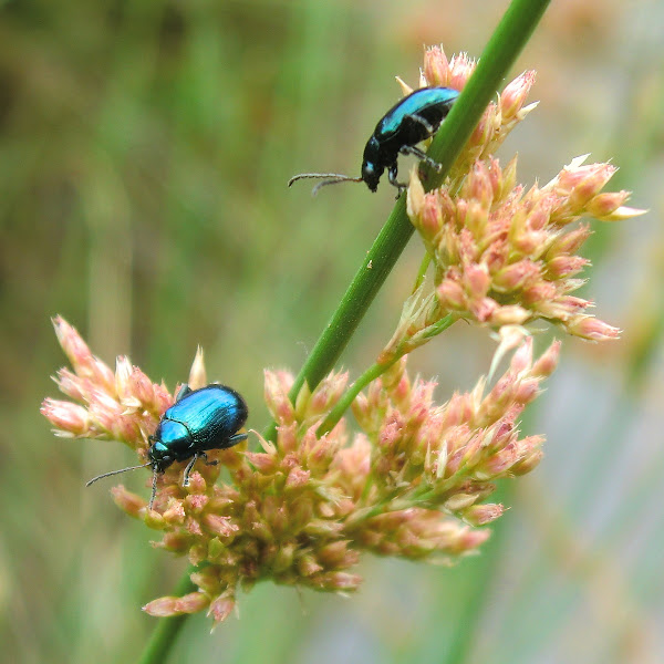 Metallic blue flea beetle | Project Noah