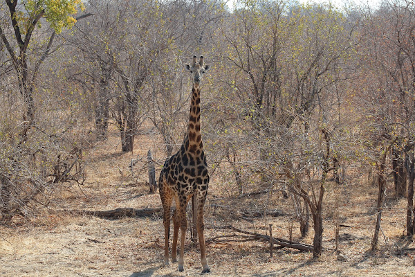 Girrafe | Project Noah