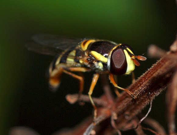 Common Hover Fly | Project Noah