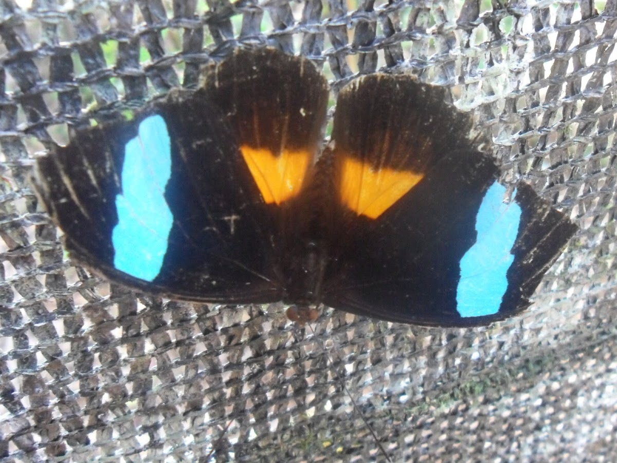 Obrina Olivewing | Project Noah