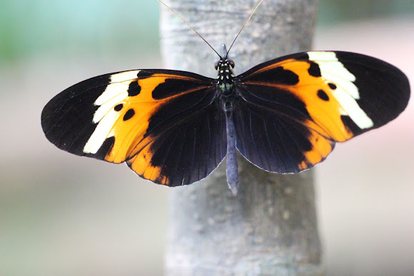 Numata Longwing | Project Noah