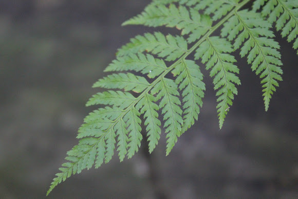 Wood fern | Project Noah