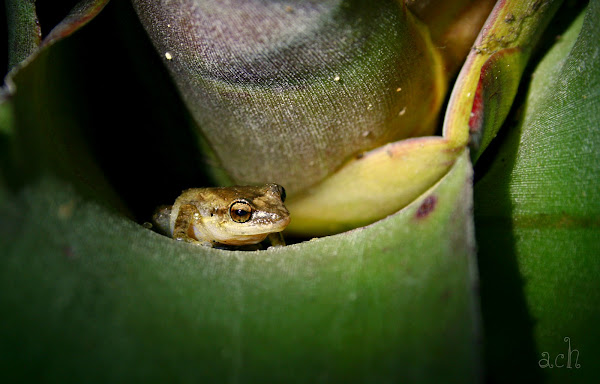 Common Coqui | Project Noah
