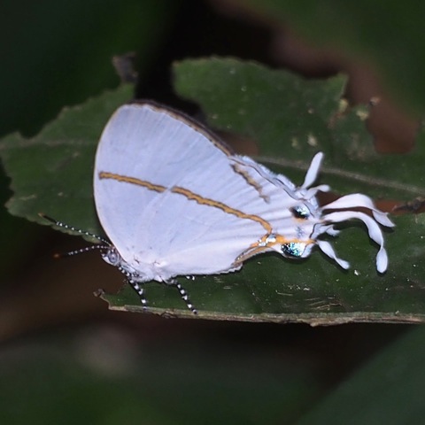 Common False Head | Project Noah