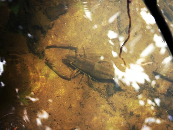 River Shrimp - Camarón de Río | Project Noah