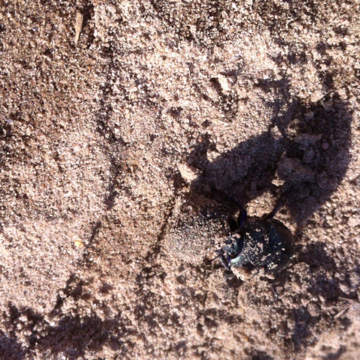 Earth-boring dung beetle | Project Noah