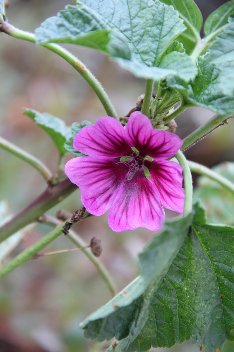Common Mallow | Project Noah
