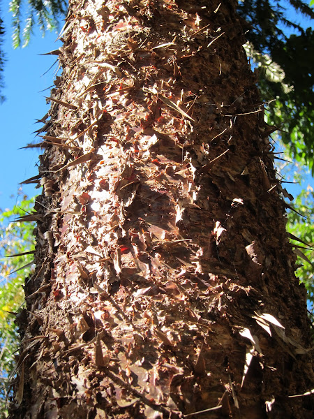 Klinki Pine | Project Noah