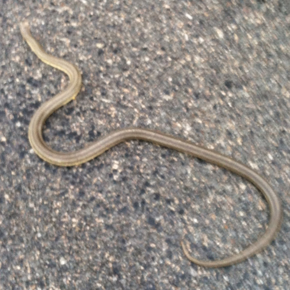 Western Slender Glass Lizard | Project Noah
