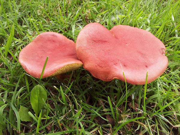 Unidentified Bolete | Project Noah