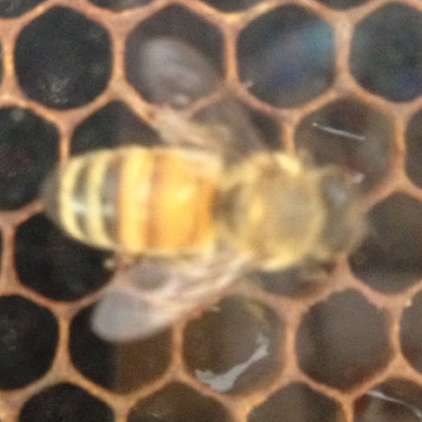 Honey bee | Project Noah