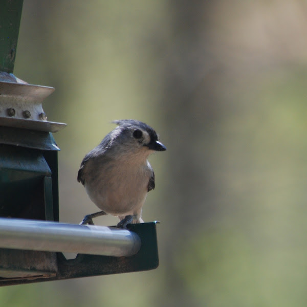 Tufted Titmouse | Project Noah