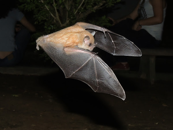 Little Yellow-Shouldered Bat | Project Noah