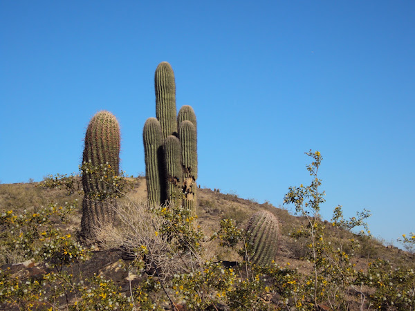 saguaro cactus | Project Noah