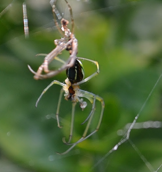 Festive Vlei Spider | Project Noah