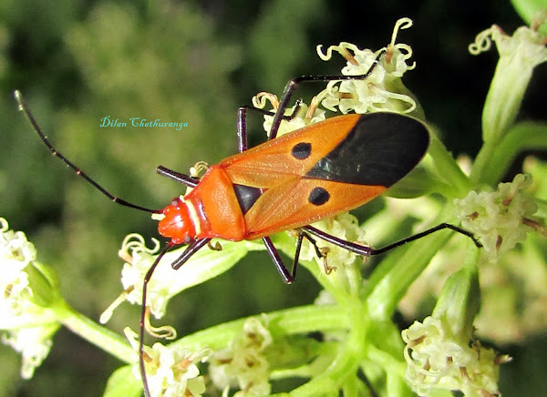 Red Cotton Bug | Project Noah