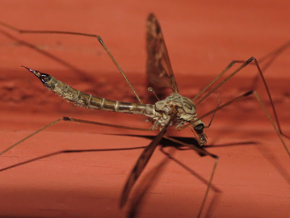 Giant Western Crane Fly? | Project Noah