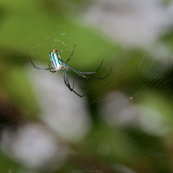 Orchard Orbweaver | Project Noah