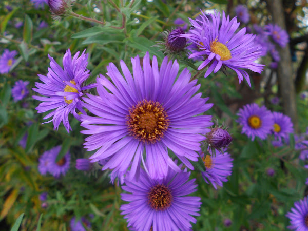 New York Aster | Project Noah