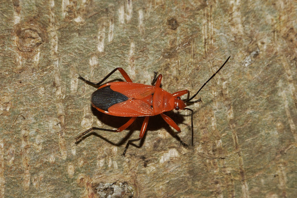 Antilochus coquebertii | Project Noah