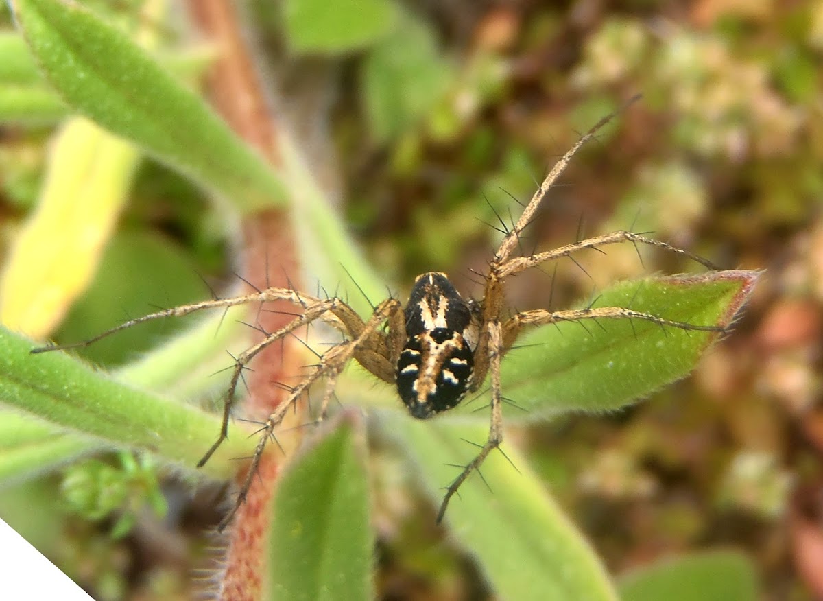 Araña. Spider Oxyopes | Project Noah