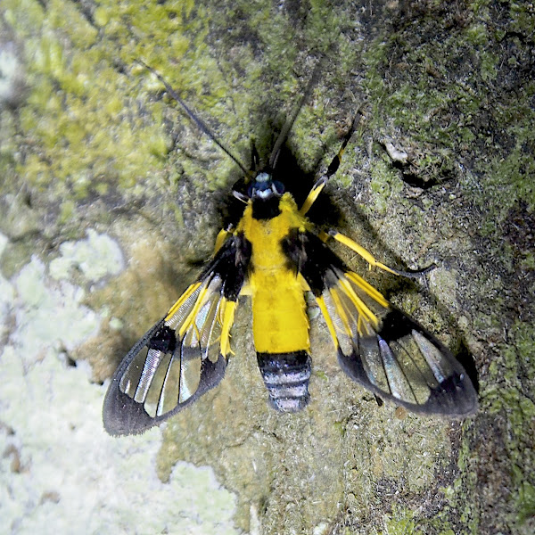 Wasp Mimic Moth | Project Noah