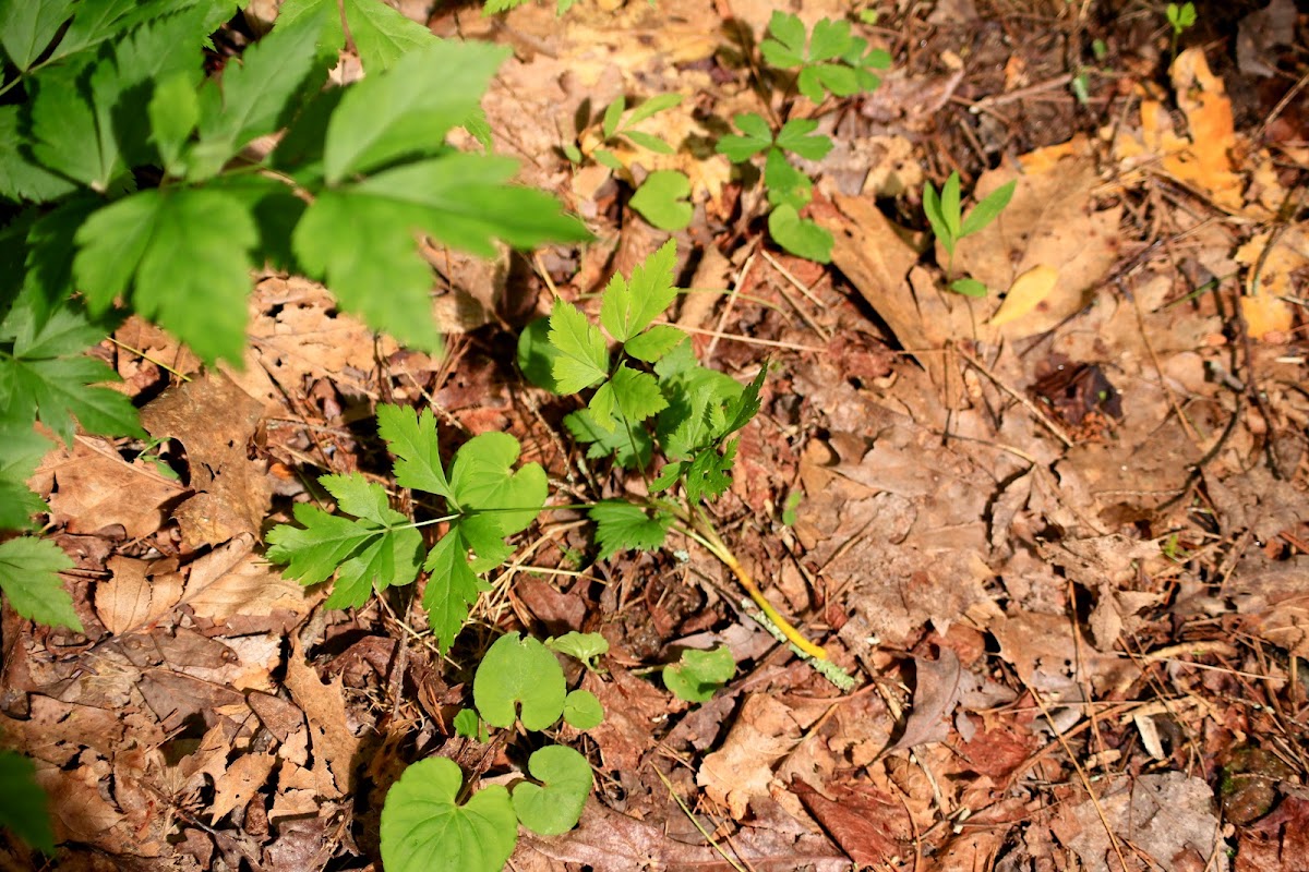 Yellowroot | Project Noah