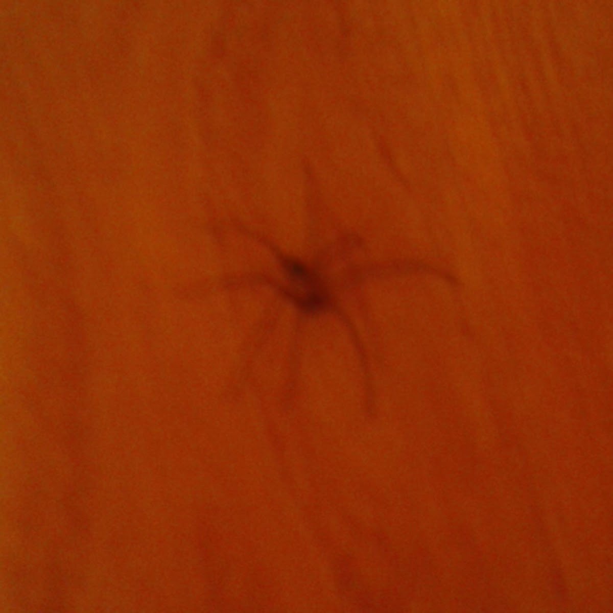 Southern House Spider | Project Noah