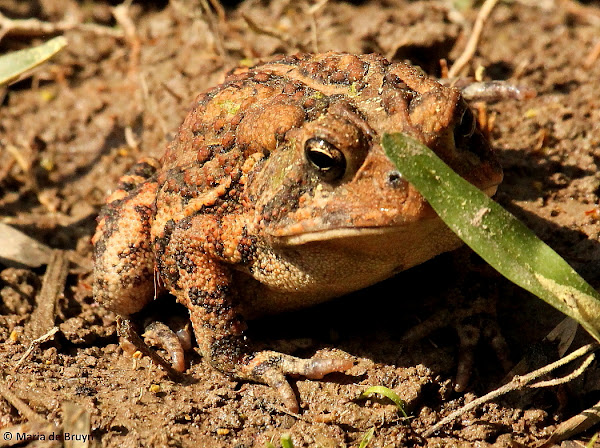Fowler's toad | Project Noah