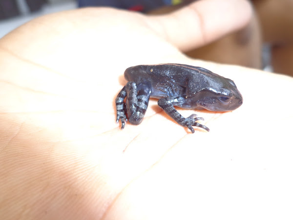 Katak Serasah | Project Noah