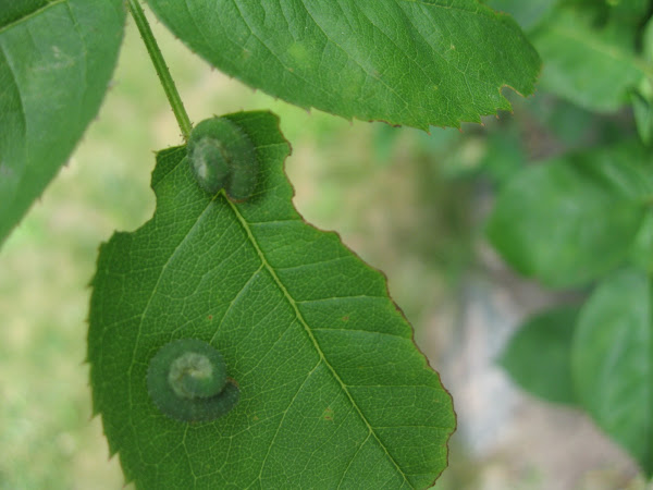Caterpiller | Project Noah