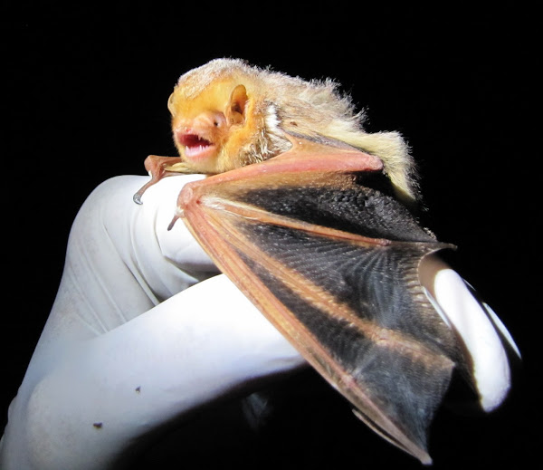Eastern Red Bat | Project Noah