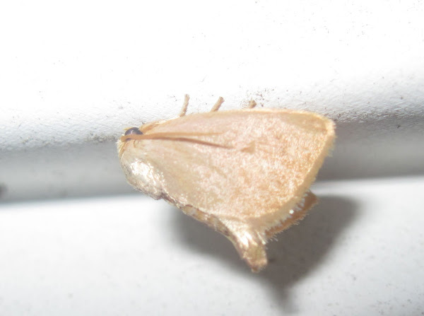 Red-crossed Button Slug Moth | Project Noah