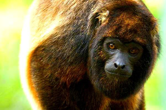 Bugio | Project Noah