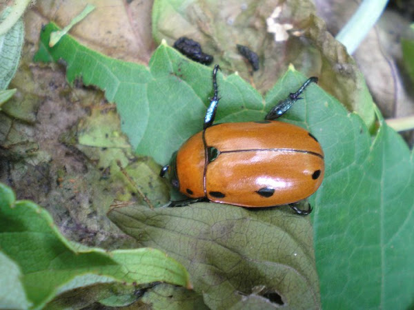 Grapevine Beetle | Project Noah