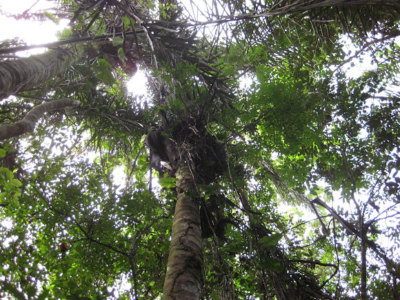 Maripa Palm | Project Noah