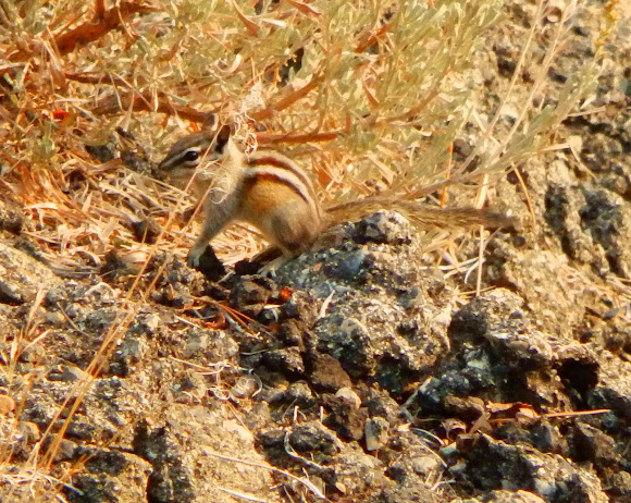 Lodgepole chipmunk | Project Noah