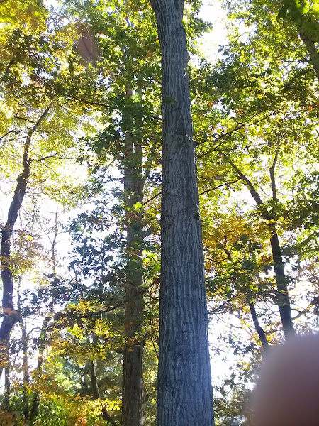 Red Oak | Project Noah