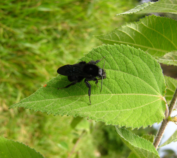 Mamangava | Project Noah